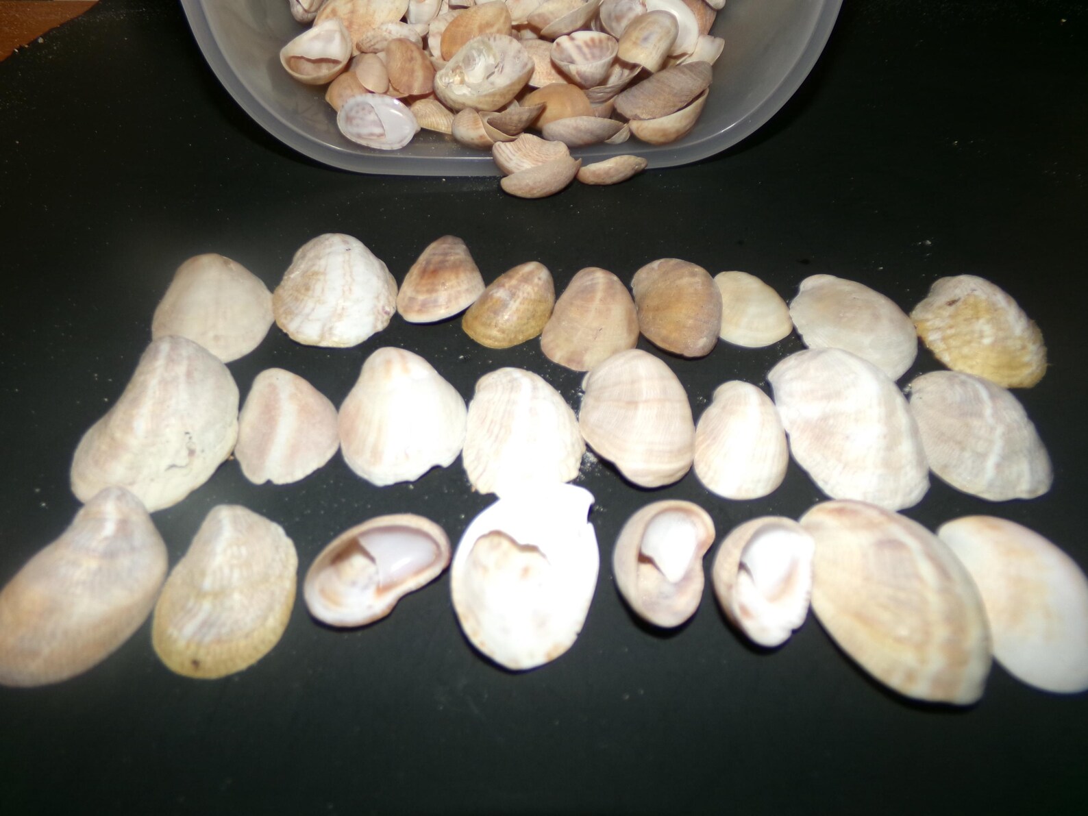 Natural Slipper Sea Shells From Florida, 1 1/4" - 2" Long - Etsy