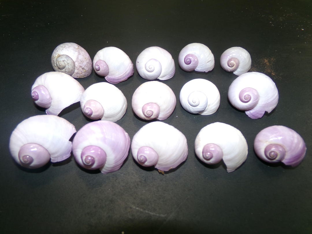15 Natural Purple Sea Snail Shells, 1" - 1 1/4" - Etsy