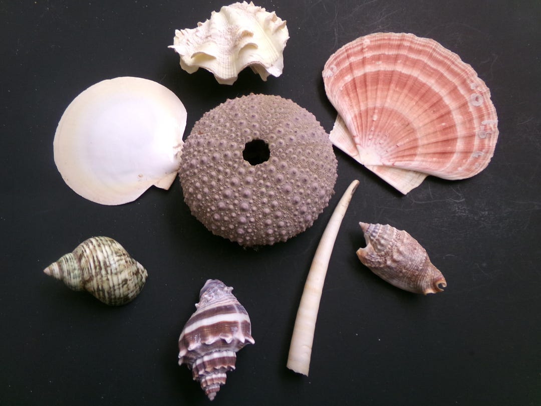 Collection #13, 8 Beautiful Natural Specimen Seashells Measuring From 2 ...