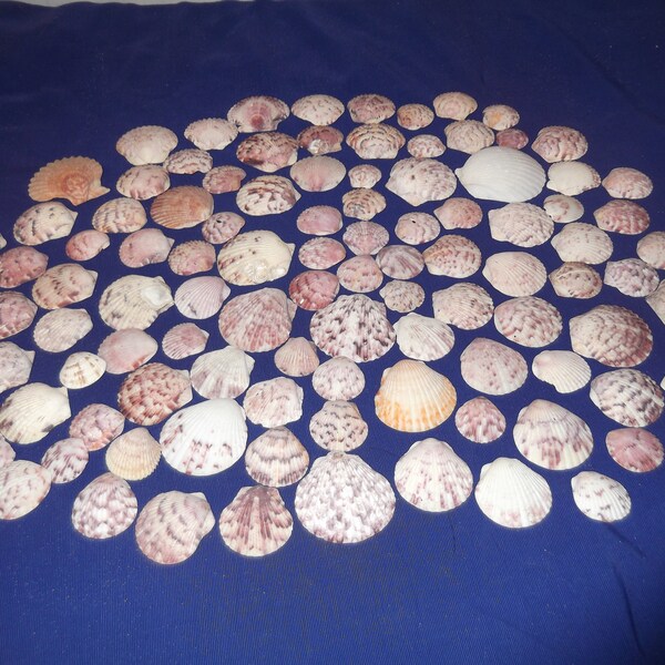 Calico Scallop Shell - Etsy