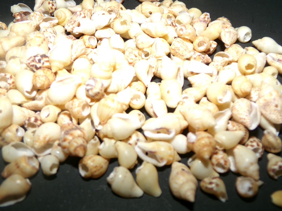 Tiny Baby Conch Sea Shells, 1/4 3/8 Long, Pre-drilled for Jewelry ...
