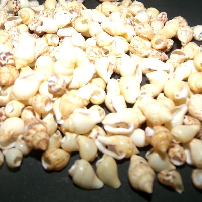 Drilled Sea Shells - Etsy