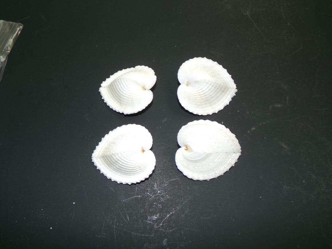 4 Pairs of Complete, Beautiful Snow White Angel Wings Seashells - Etsy