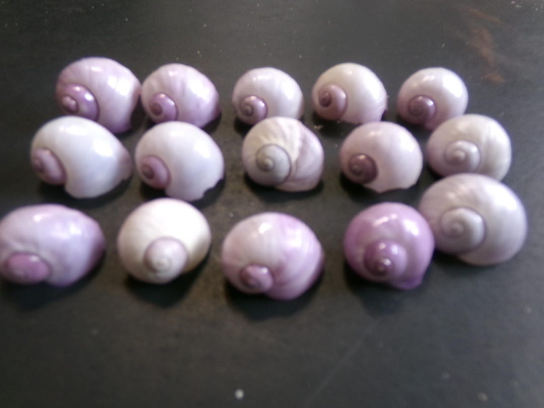 15 Pieces of Medium Purple Sea Snail Shells, 3/4" - 1", All Natural - Etsy