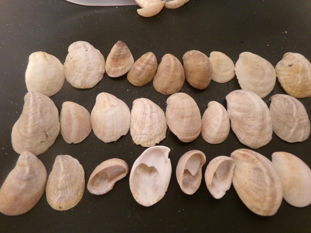 Natural Slipper Sea Shells From Florida, 1 1/4" - 2" Long - Etsy