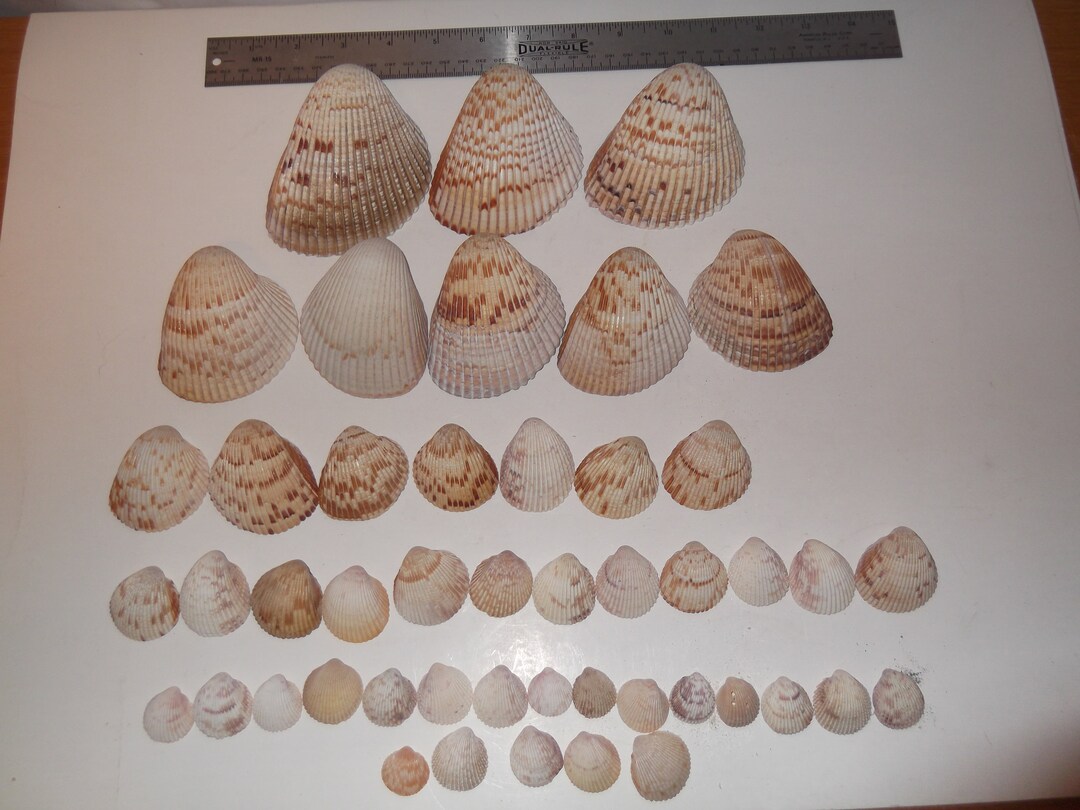 Atlantic Cockle Seashells all Natural - Etsy
