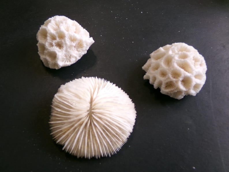 3 Pretty Small Coral Specimens for Aquarium or Display, 100% Natural ...