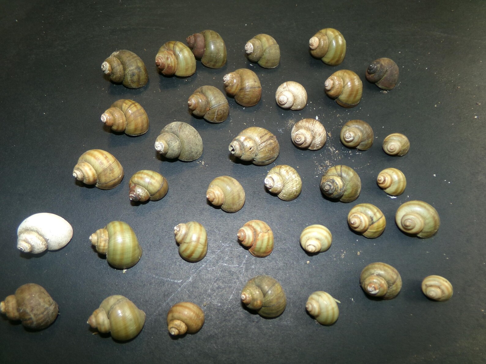 12 Pieces Natural Brown/green Snail Shells, 3/8" - 3/4" - Etsy
