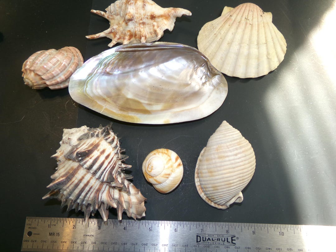 Collection #4, 7 Beautiful Natural Specimen Seashells Measuring 1 3/4 ...