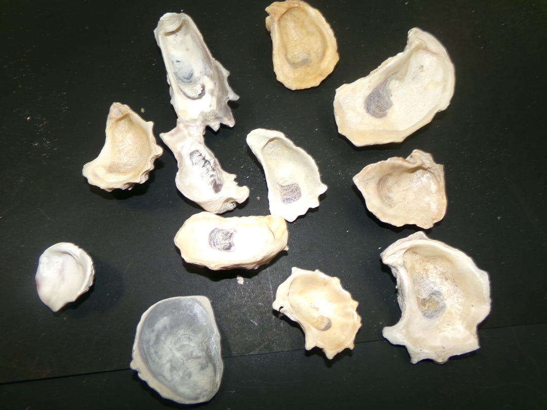 12 All Natural Knobby Oyster Shells for Crafting, 1 1/2" - 3 1/2" Long ...