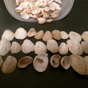 Natural Slipper Sea Shells From Florida, 1 1/4" - 2" Long - Etsy