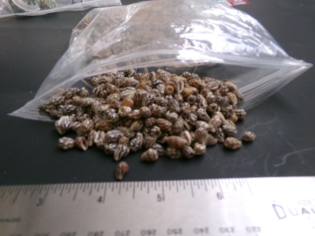 Tiny Brown Striped Conch Shells for Crafts or Jewelry Making - Etsy