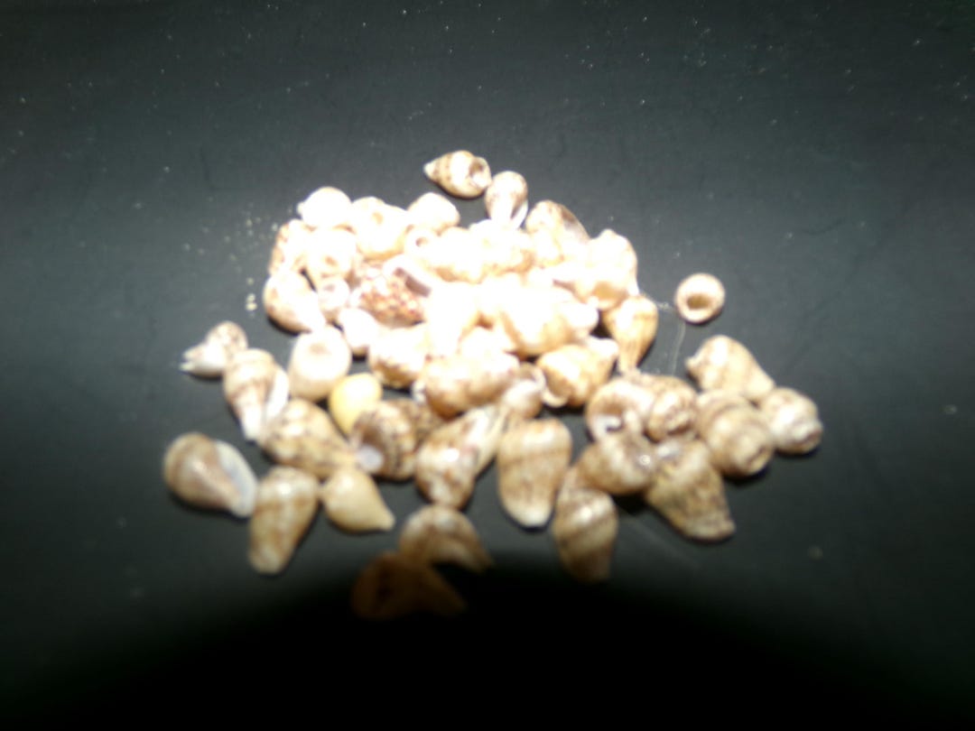 Tiny Brown Baby Conch Shells, 1/4" - 3/8" Long, Pre-drilled for Making ...