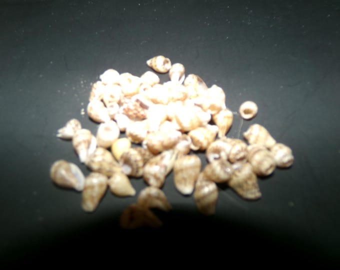 Tiny Brown Baby Conch Shells, 1/4" - 3/8" Long, Pre-drilled for Making ...