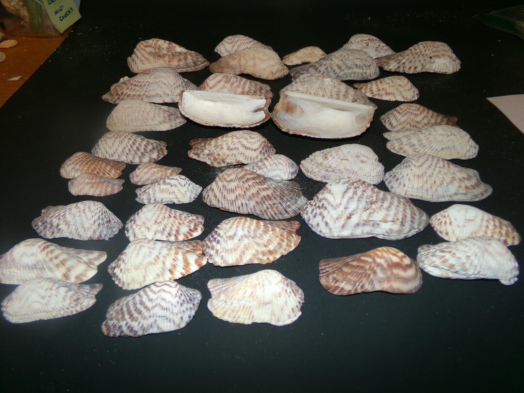 Natural Turkey Wing Sea Shells From Florida. 1 1/2" - 4" Long - Etsy
