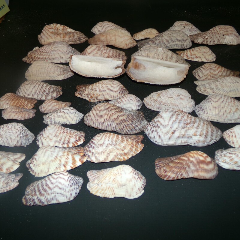 Turkey Wing Shells - Etsy