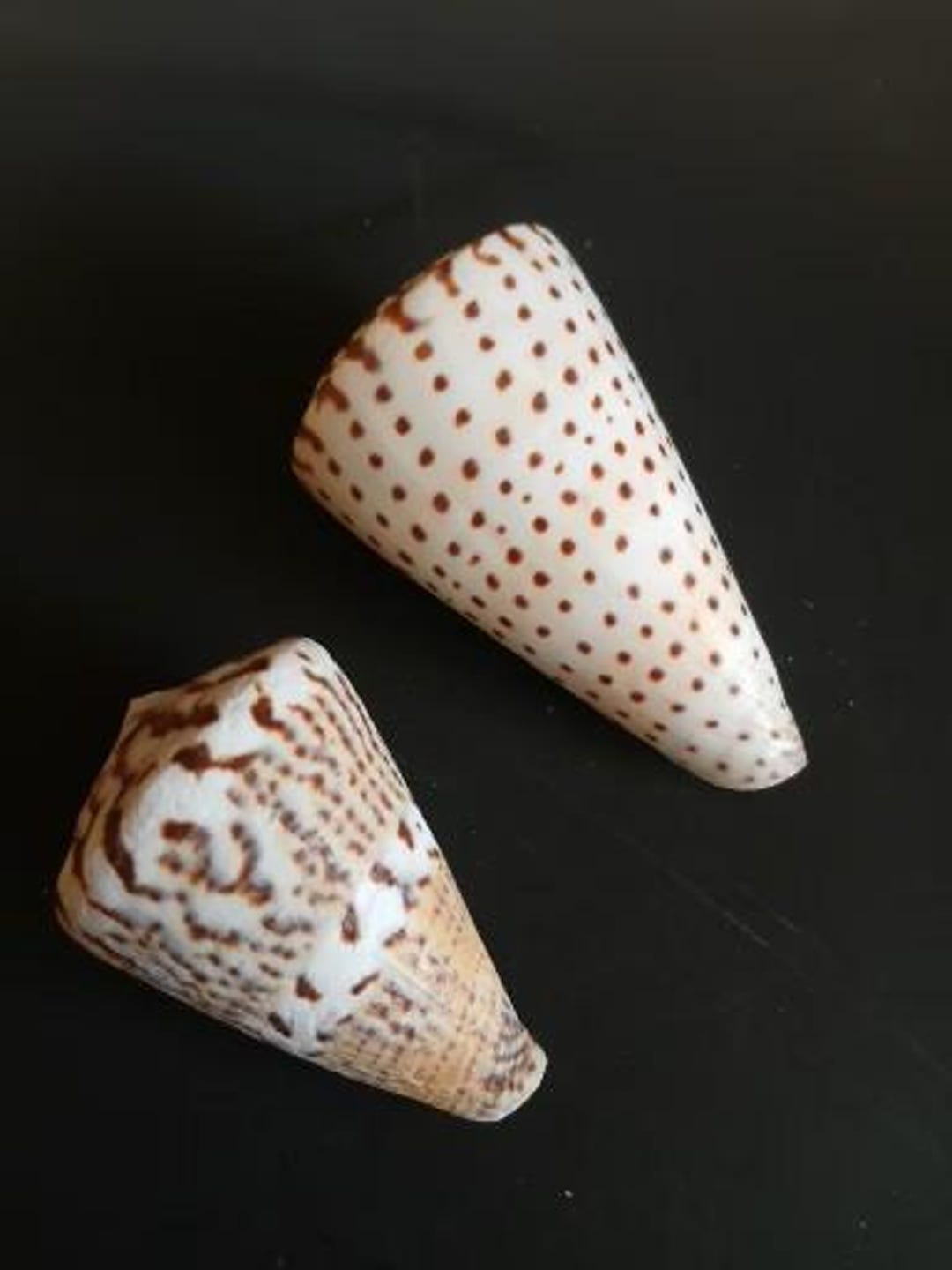 Alphabet Cone Conus Litteratus Specimen Seashells, 58-72mm - Etsy