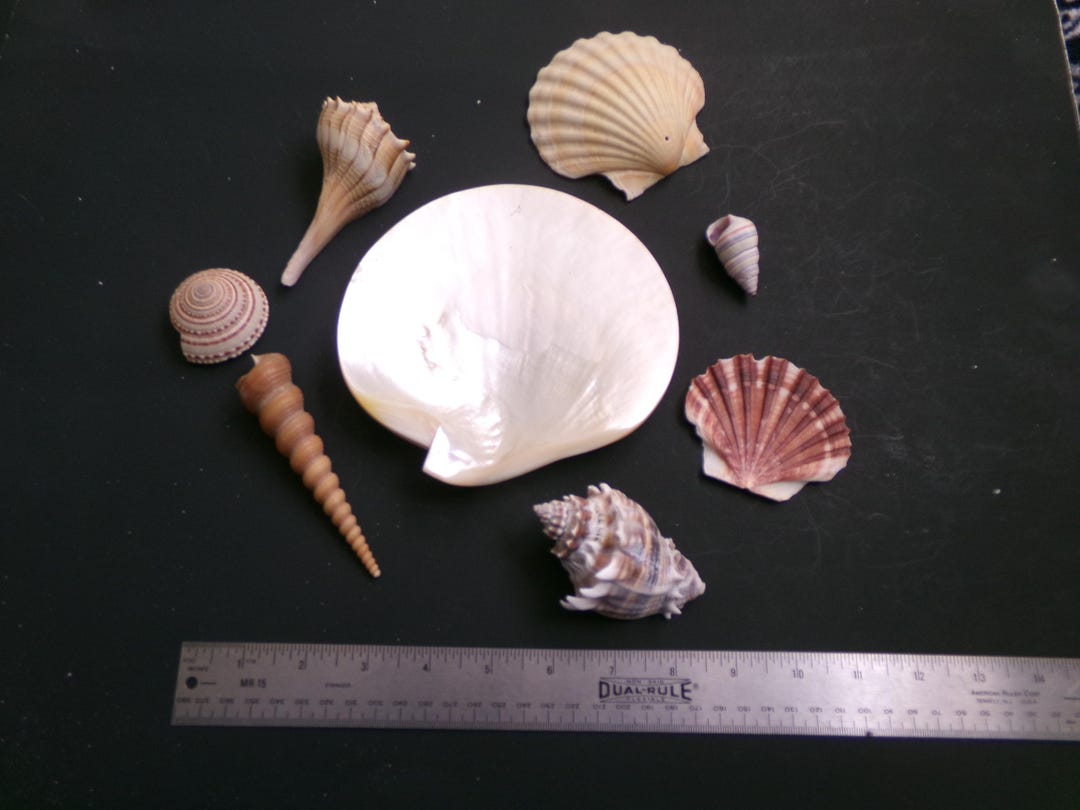 Collection # 10. 8 Beautiful Natural Specimen Seashells Measuring 1 1/2 ...