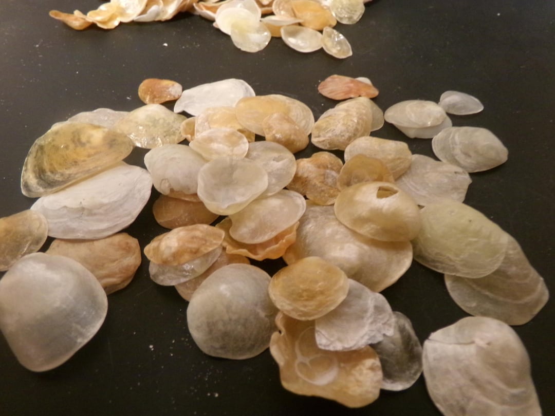 Natural Jingle Sea Shells From Florida, 3/4 1 1/2 - Etsy