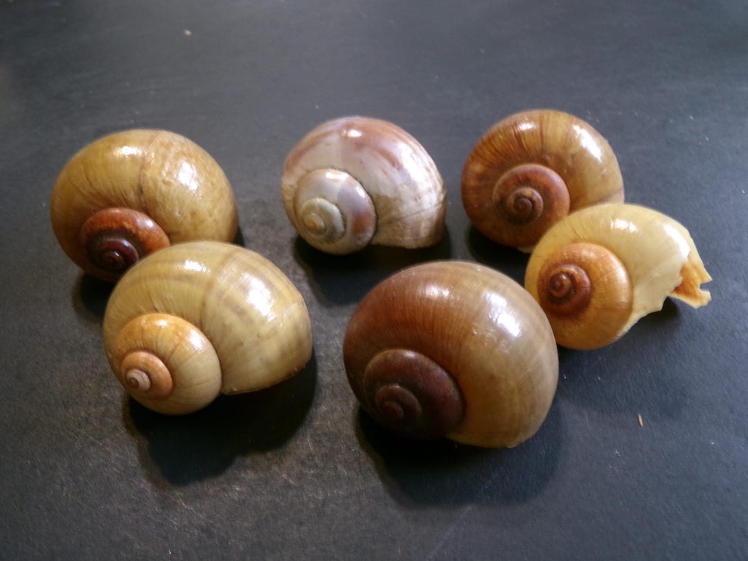 6 Large Natural Brown/green Snail Shells, 1 1/4" - 1 1/2" - Etsy