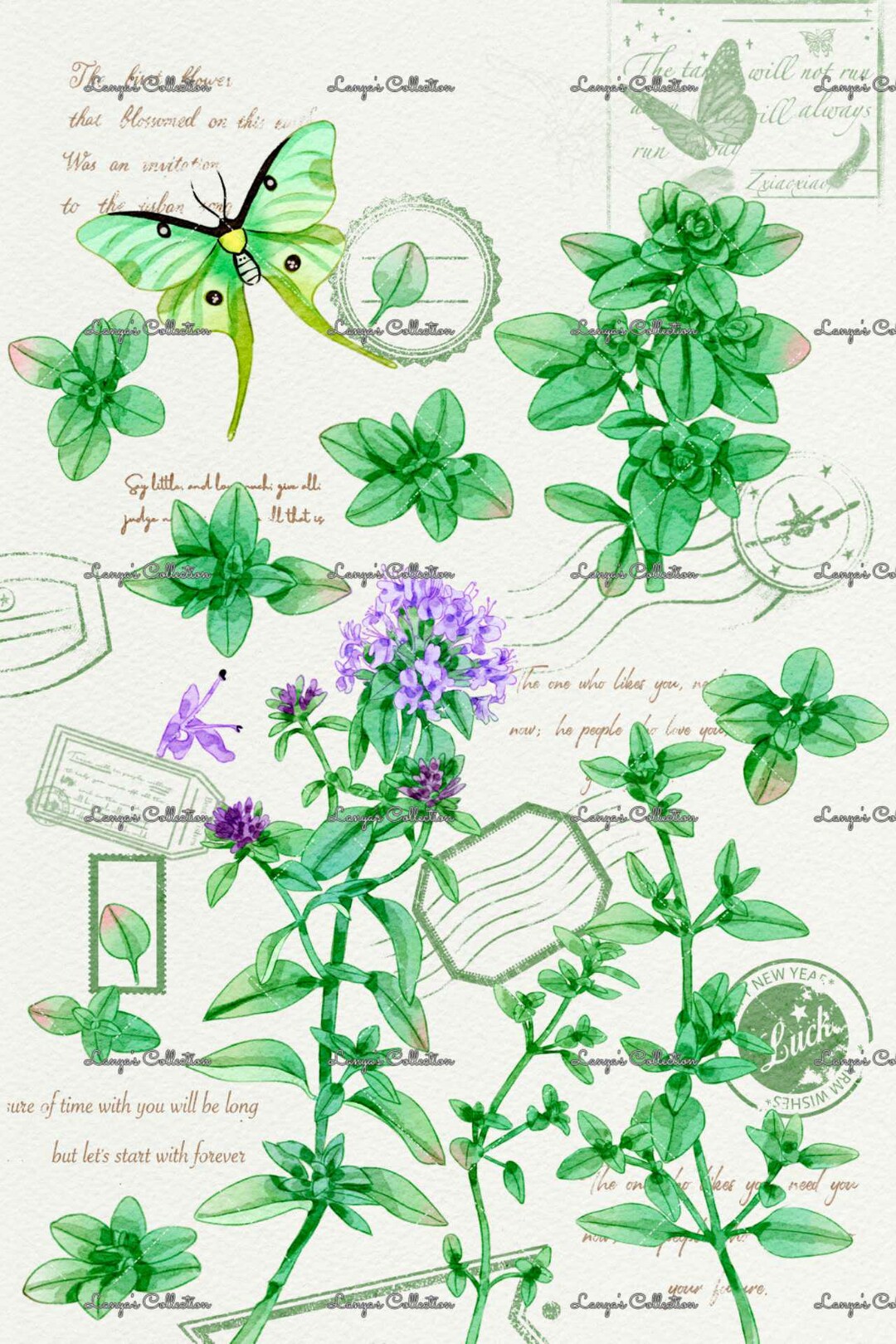 Thyme, Herb Illustration, Decoration, Hand Drawing, Sticker, Digital ...