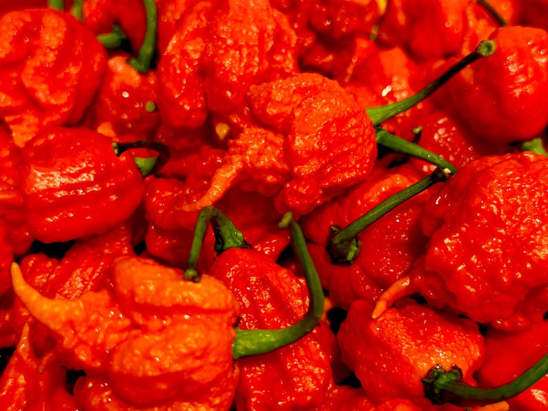 Carolina Reaper Pepper Seeds, 15+ - Etsy