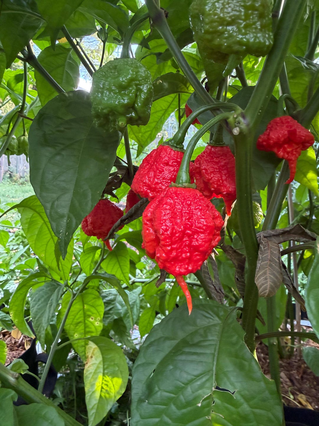 Carolina Reaper Pepper Seeds, 12+ - Etsy