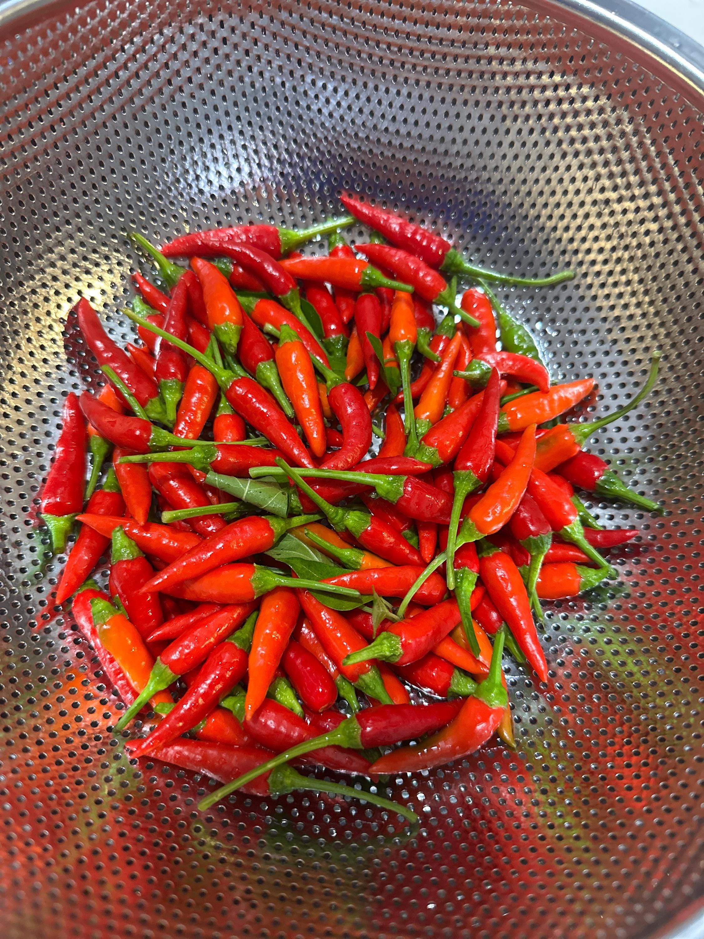 Piri Piri (bird's Eye) Chili Pepper Seeds, 10+ - Etsy