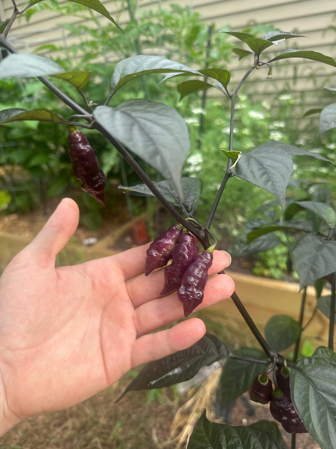 Pink Tiger Pepper Seeds, 15+ - Etsy