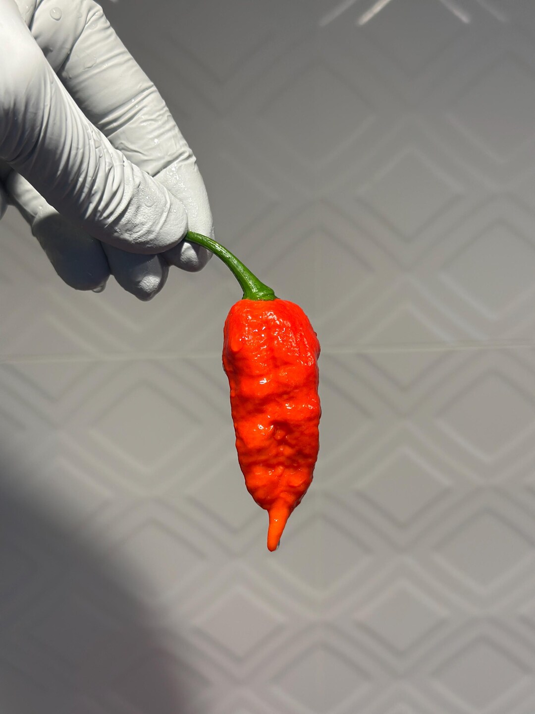 Dorset Naga Seeds, 15+ Seeds - Etsy