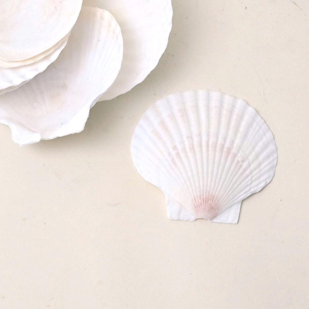 Vintage White Scallop Shells (10 Pcs): Coastal Beach Decor, DIY Crafts ...