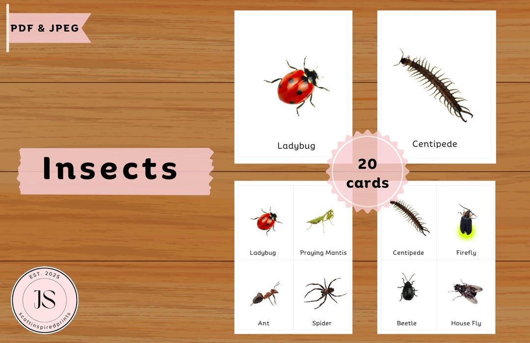 Insects Flashcards, Insects Montessori Cards, Flashcards, Nomenclature ...