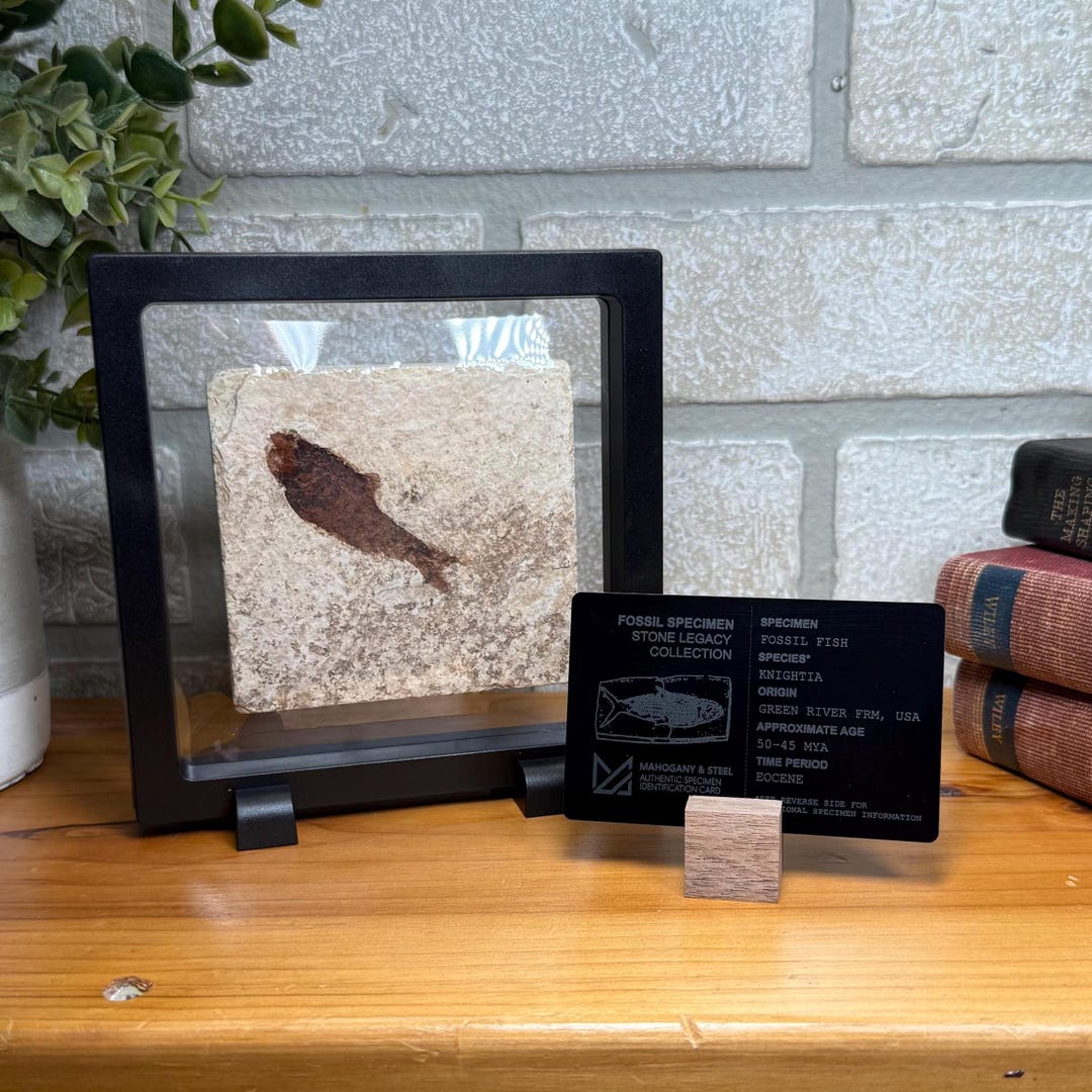 Knightia, Real Fish Fossil - Eocene - 45+ Million Years Old - Green ...