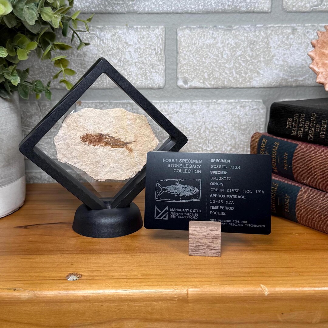 Knightia, Real Fish Fossil - Eocene - 45+ Million Years Old - Green ...