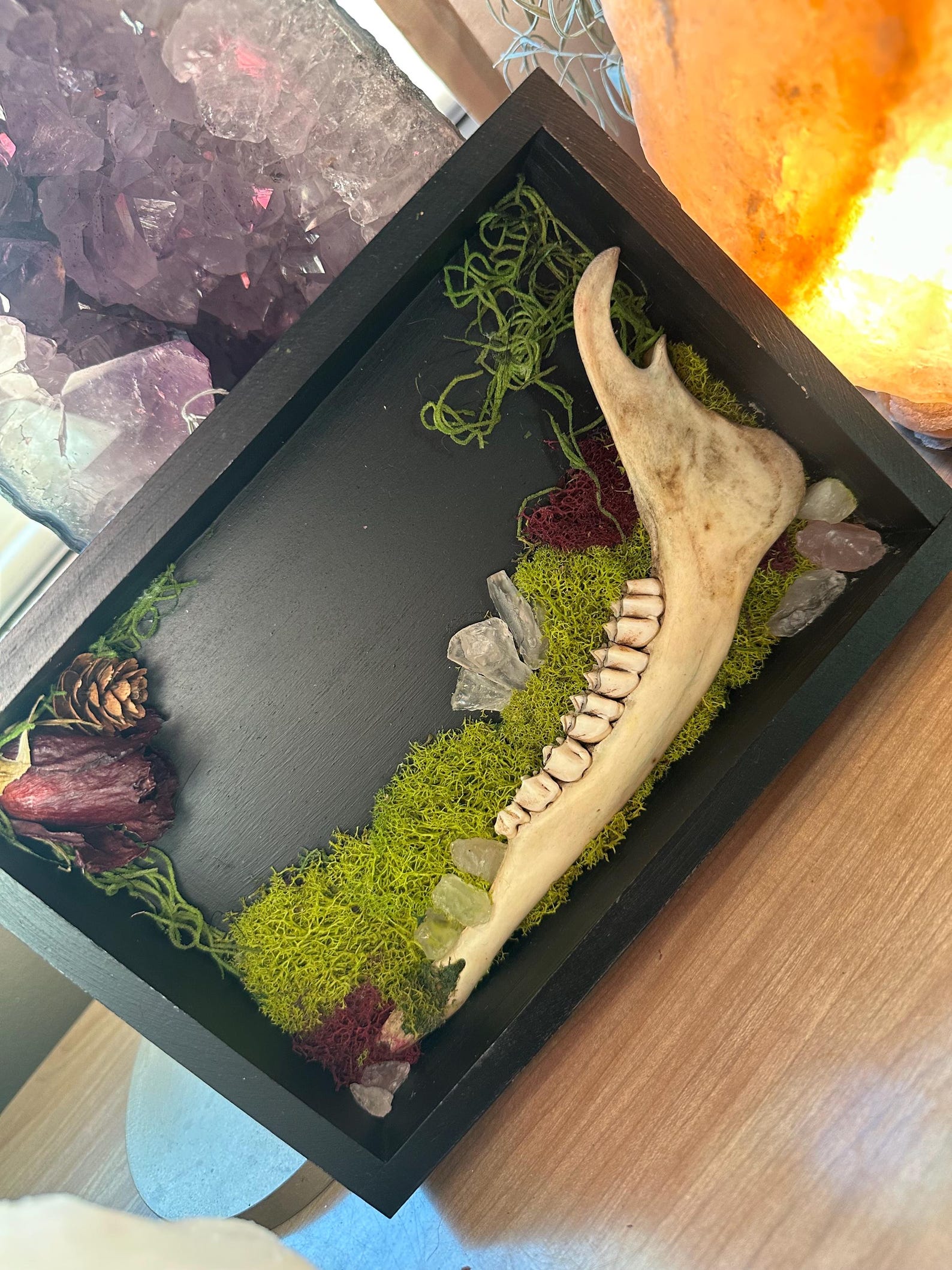 Deer Jaw Bone Plaque With Crystals and Dried Accents - Etsy