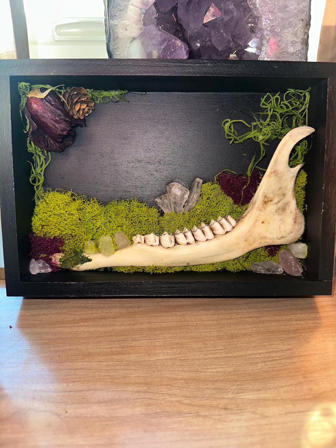 Deer Jaw Bone Plaque With Crystals and Dried Accents - Etsy