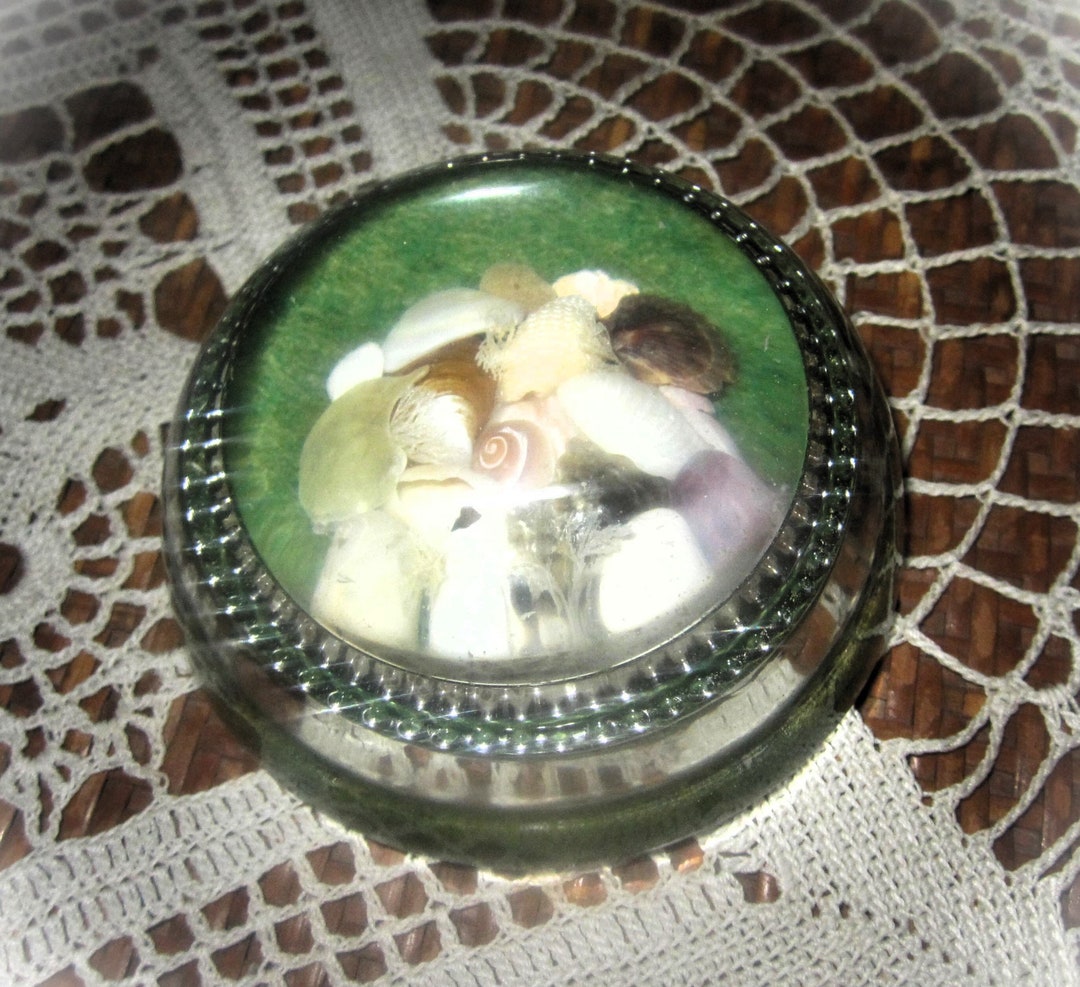 Seashells Paperweight Magnified Glass Dome - Etsy