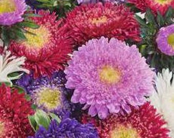 Powder Puff Mix Aster Seeds - Charming Annual Prized for Its Unique ...