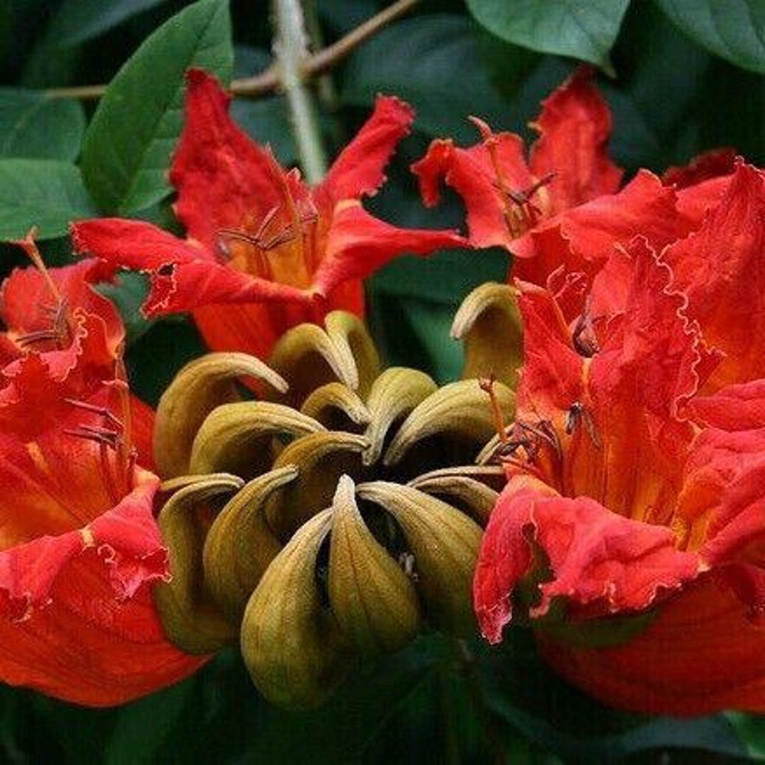 10 SEEDS OF SPATHODEA CAMPANULATA, "grown and Produced in Italy ...