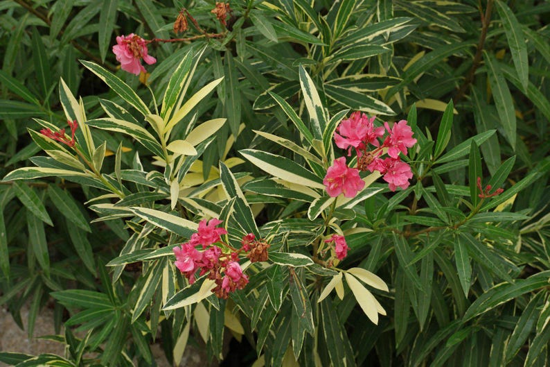 Buy 50 Seeds of Nerium OLEANDER "variegated Oleander" . "grown and ...