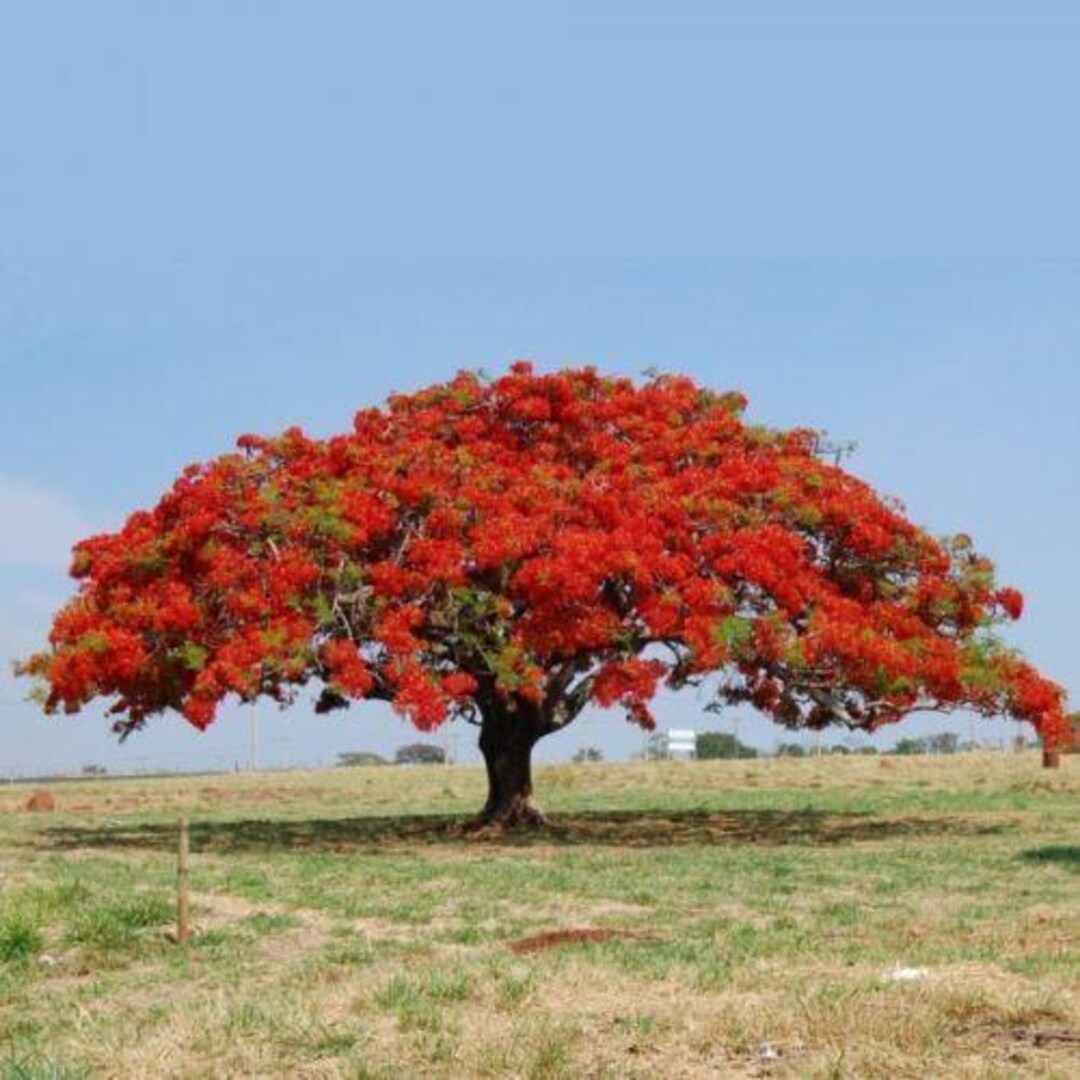 5 SEEDS DELONIX REGIA flamboyant Fire Tree, Grown and Produced in Italy ...