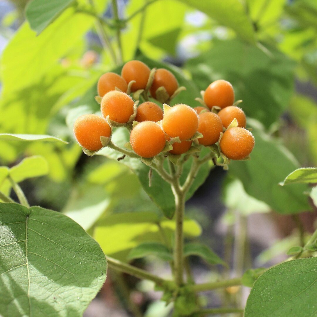 100 SOLANUM ABUTILOIDES-Samen. Frische Samen - Etsy.de