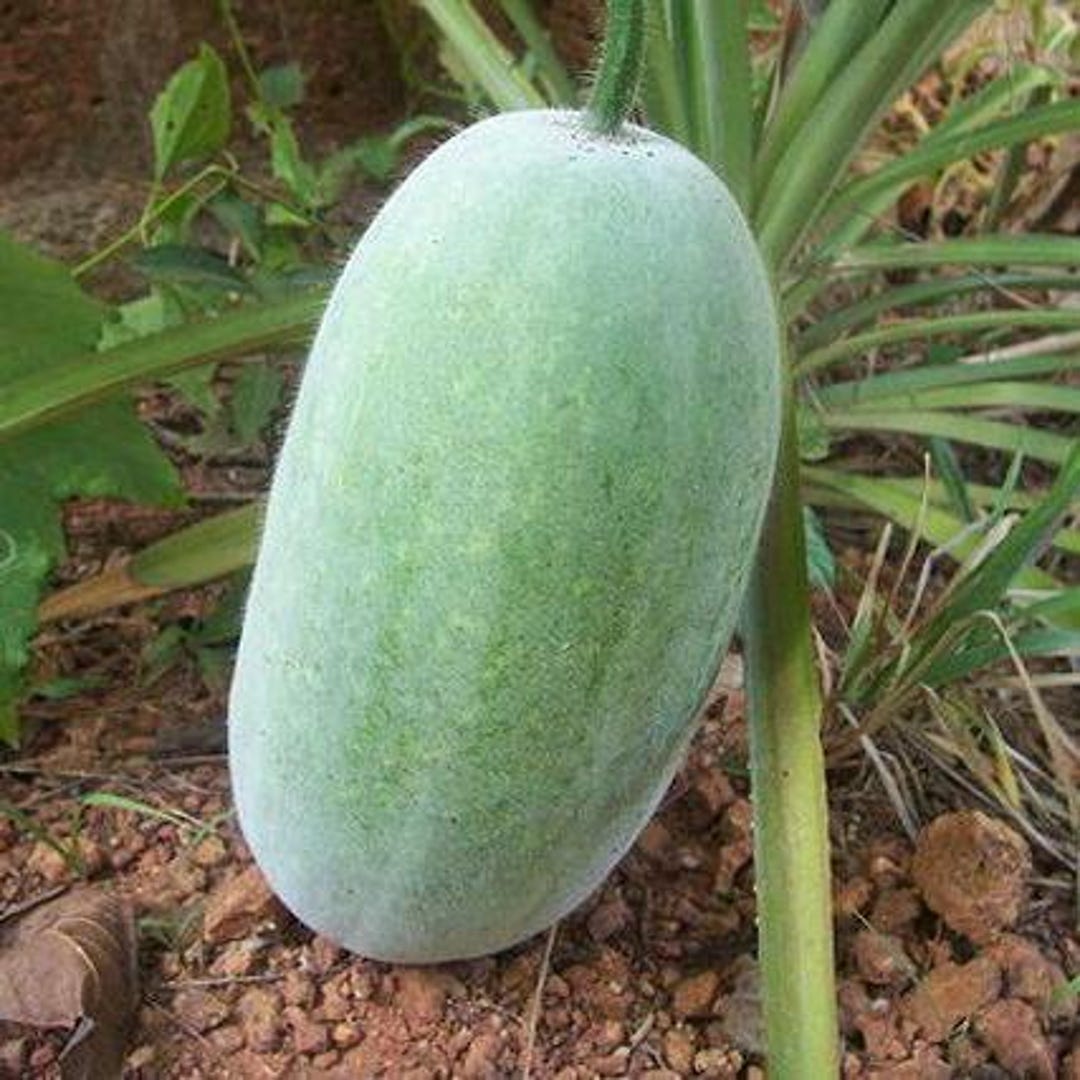 5 graines de courge cirée « Gourde blanche Benincasa hispida, courge ...