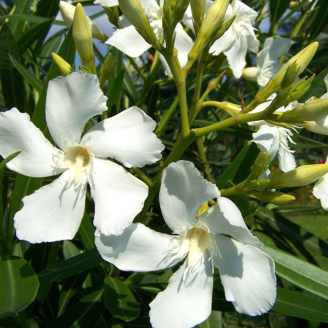 50 Seeds of Nerium OLEANDER white Oleander . grown and Produced in ...
