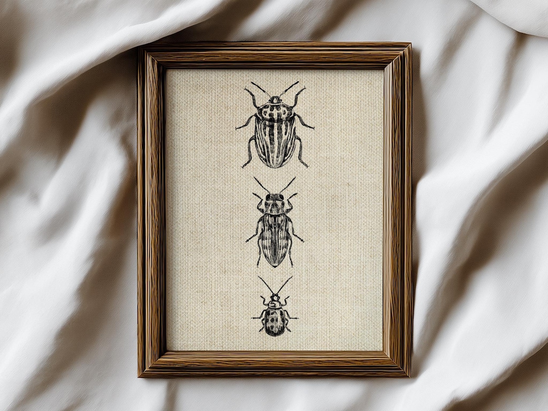 Vintage Beetle Sketch Print | Detailed Bug Illustration | Rustic Wall ...
