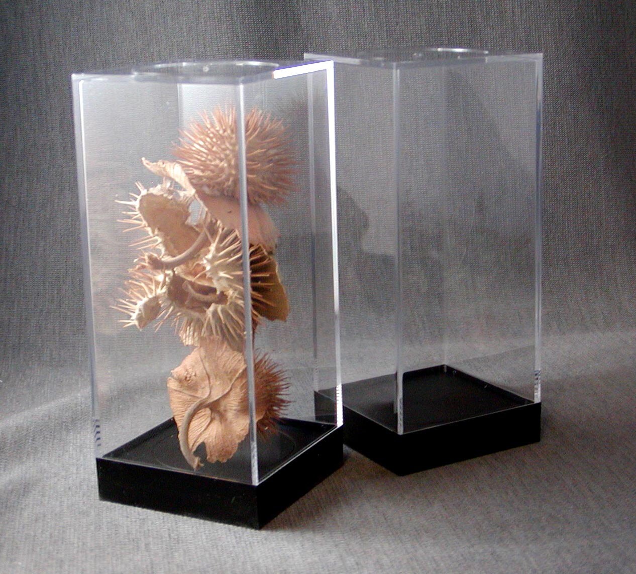 Acrylic Showcase Tall Box for Display 5 5/16 Tall X 2 - Etsy