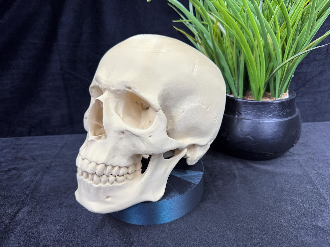 LIFE SIZE Human Skull Replica 3D Printed in Bone Color - Etsy