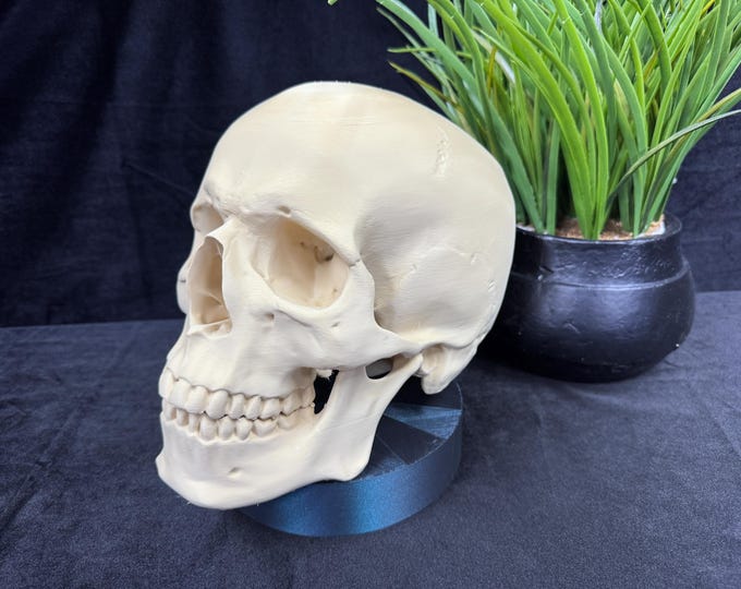 LIFE SIZE Human Skull Replica 3D Printed in Bone Color - Etsy