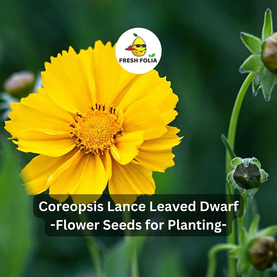 Coreopsis Lance Leaved Dwarf Seeds 100mg for Planting, Compact Yellow ...