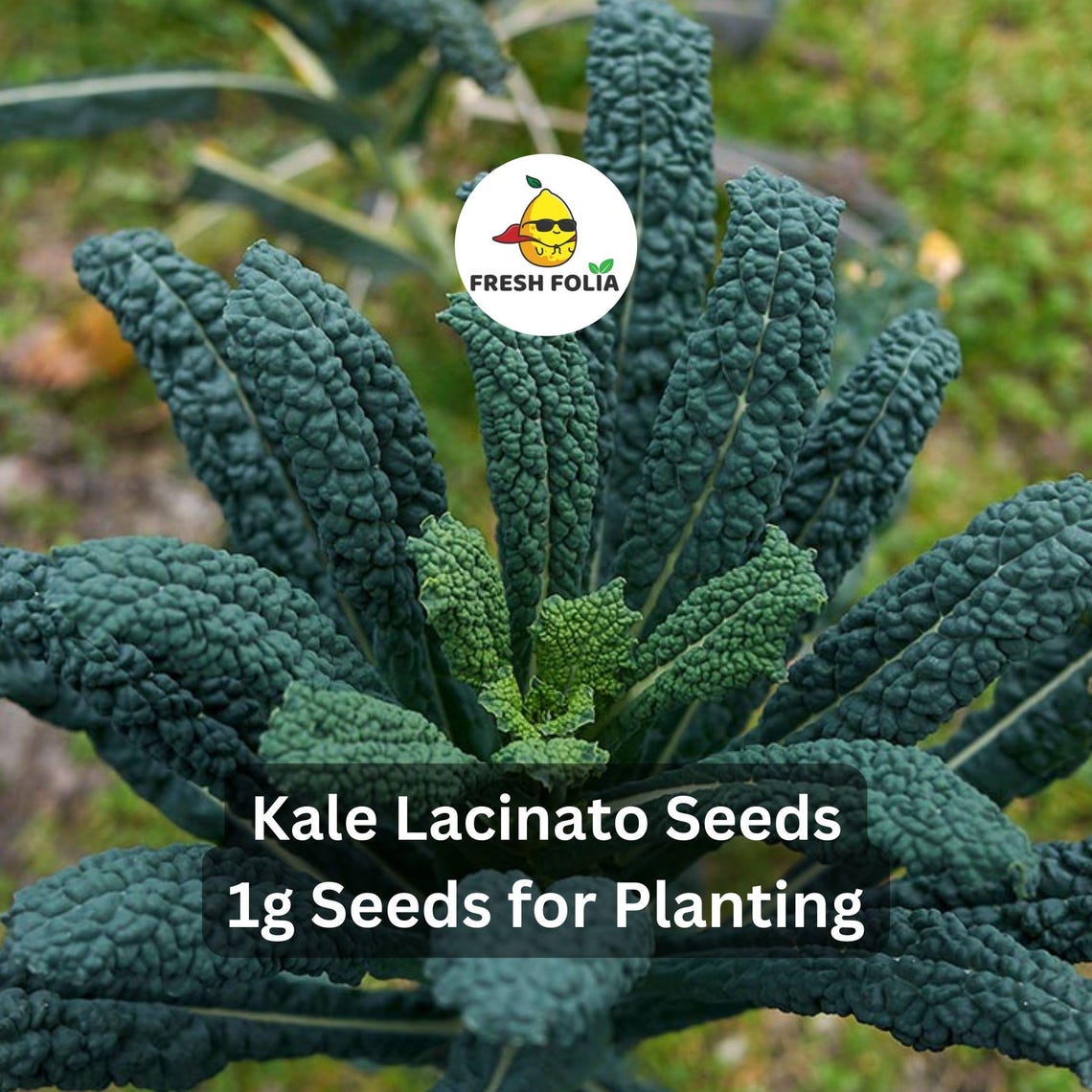 Kale Lacinato Seeds, 1g for Planting, Non-gmo, Heirloom Variety, Veggie ...
